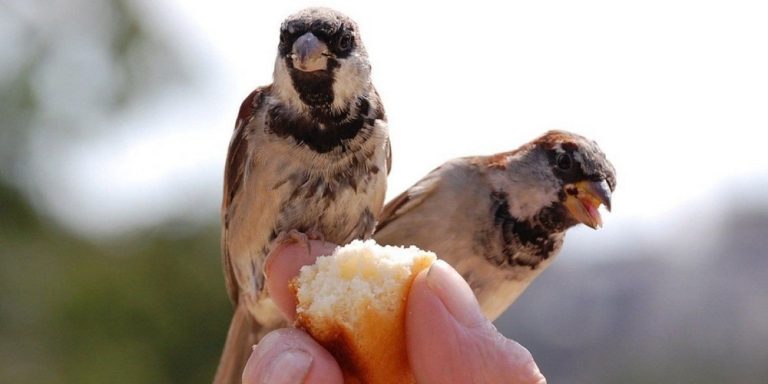 Do Birds Eat Bread? - Blue Stacks Guides